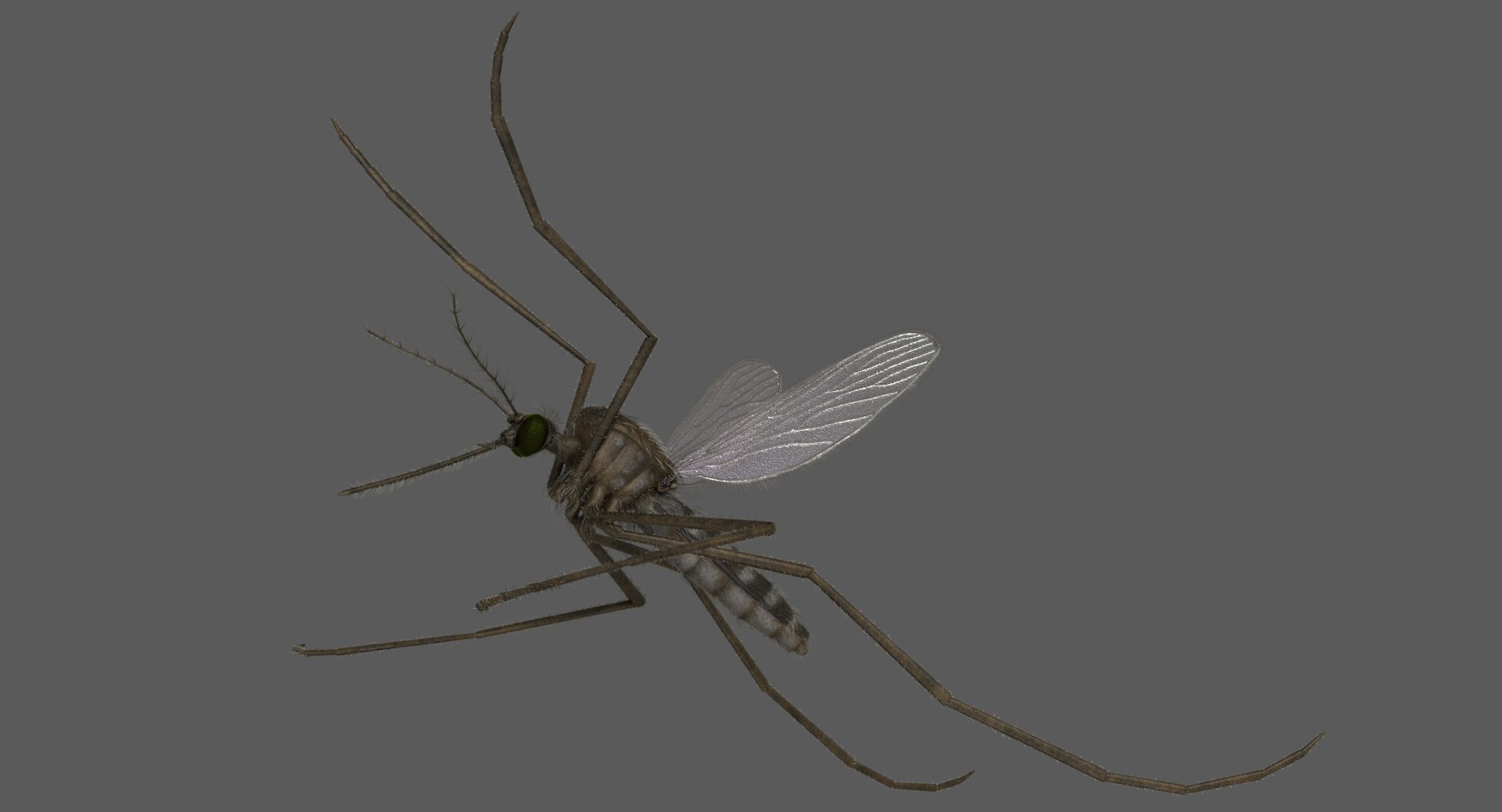 3D Model Common House Mosquito Animation - TurboSquid 1353866