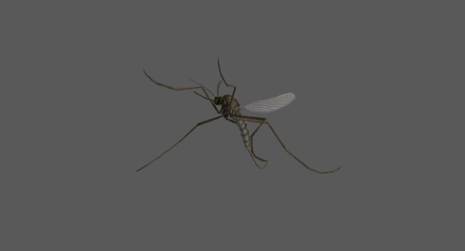 3D Model Common House Mosquito Animation - TurboSquid 1353866