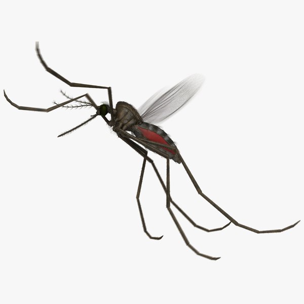 3D model common house mosquito animation - TurboSquid 1353866