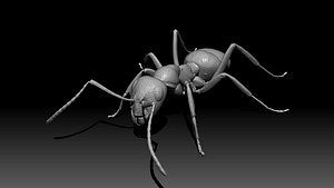 Ant CT scan low poly 3D - TurboSquid 1785161