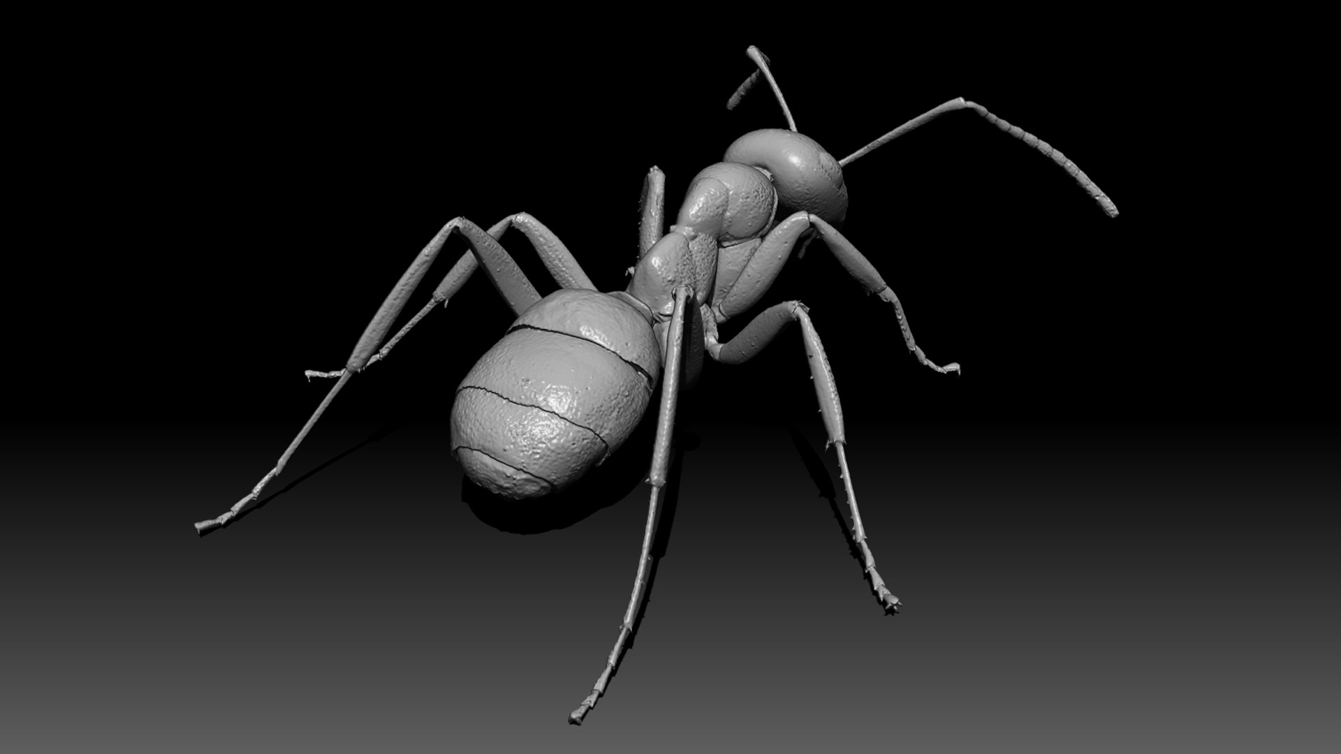 Formica Japonica CT Scan 3D Model - TurboSquid 1716235