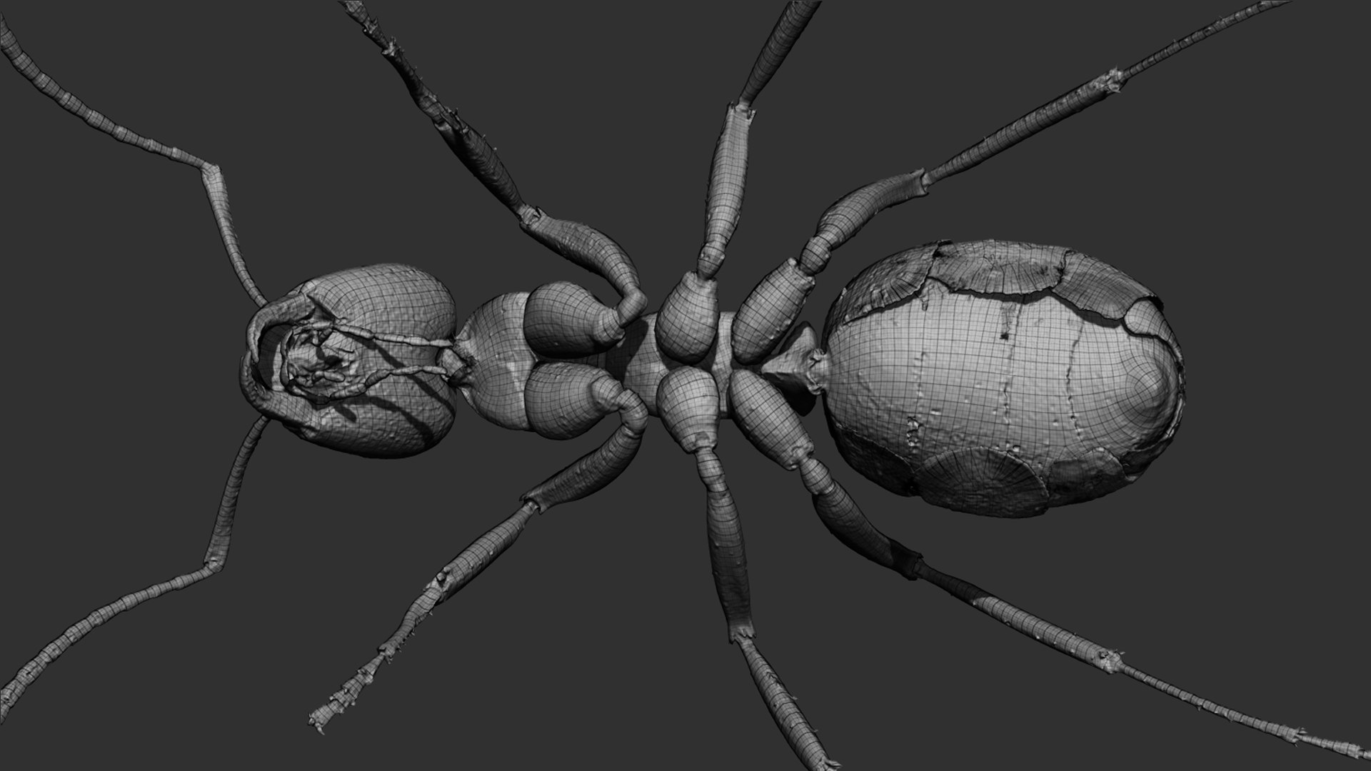 Formica Japonica CT Scan 3D Model - TurboSquid 1716235