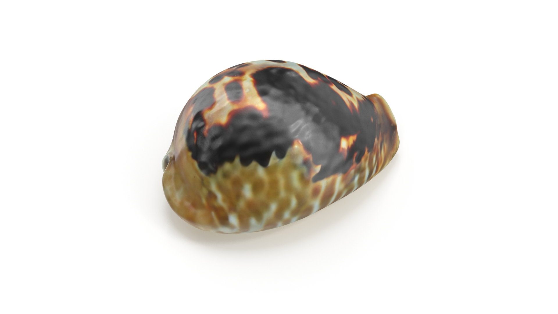 3D Sea Shell Cypraea Mus Model - TurboSquid 1997419