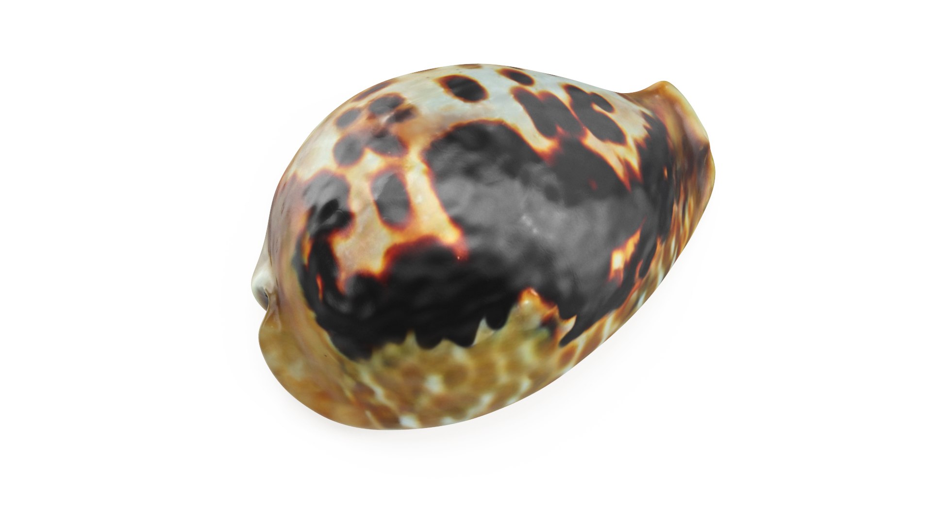 3D Sea Shell Cypraea Mus Model - TurboSquid 1997419