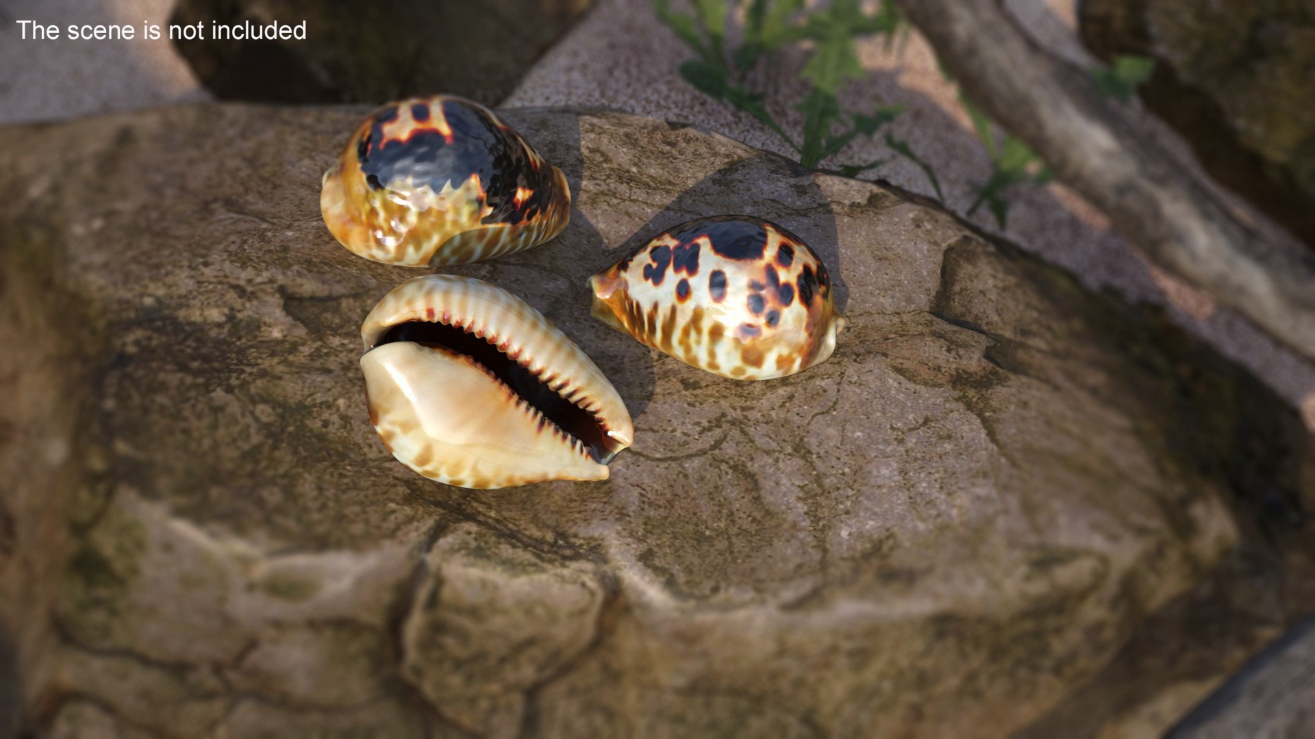 3D Sea Shell Cypraea Mus Model - TurboSquid 1997419