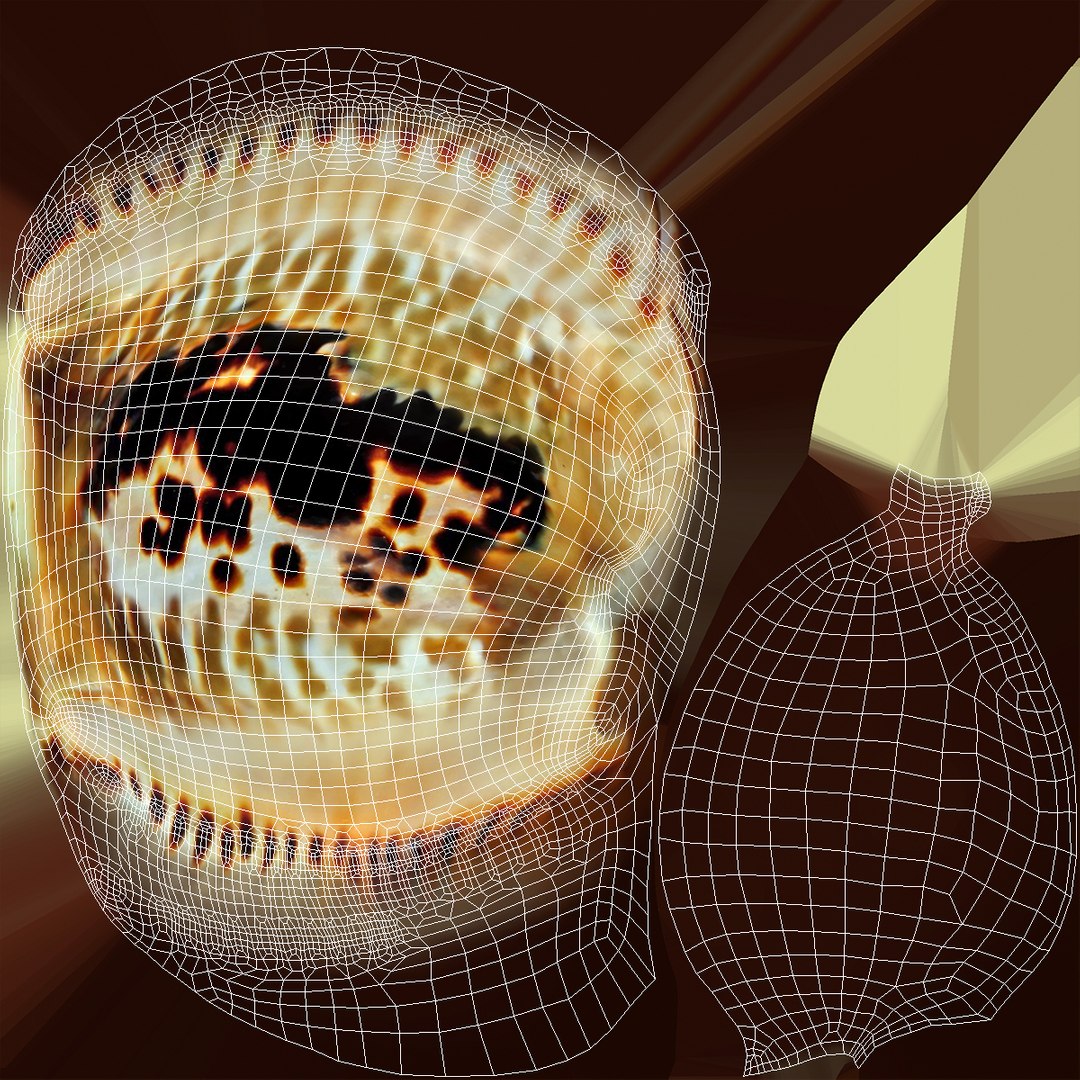 3D Sea Shell Cypraea Mus Model - TurboSquid 1997419