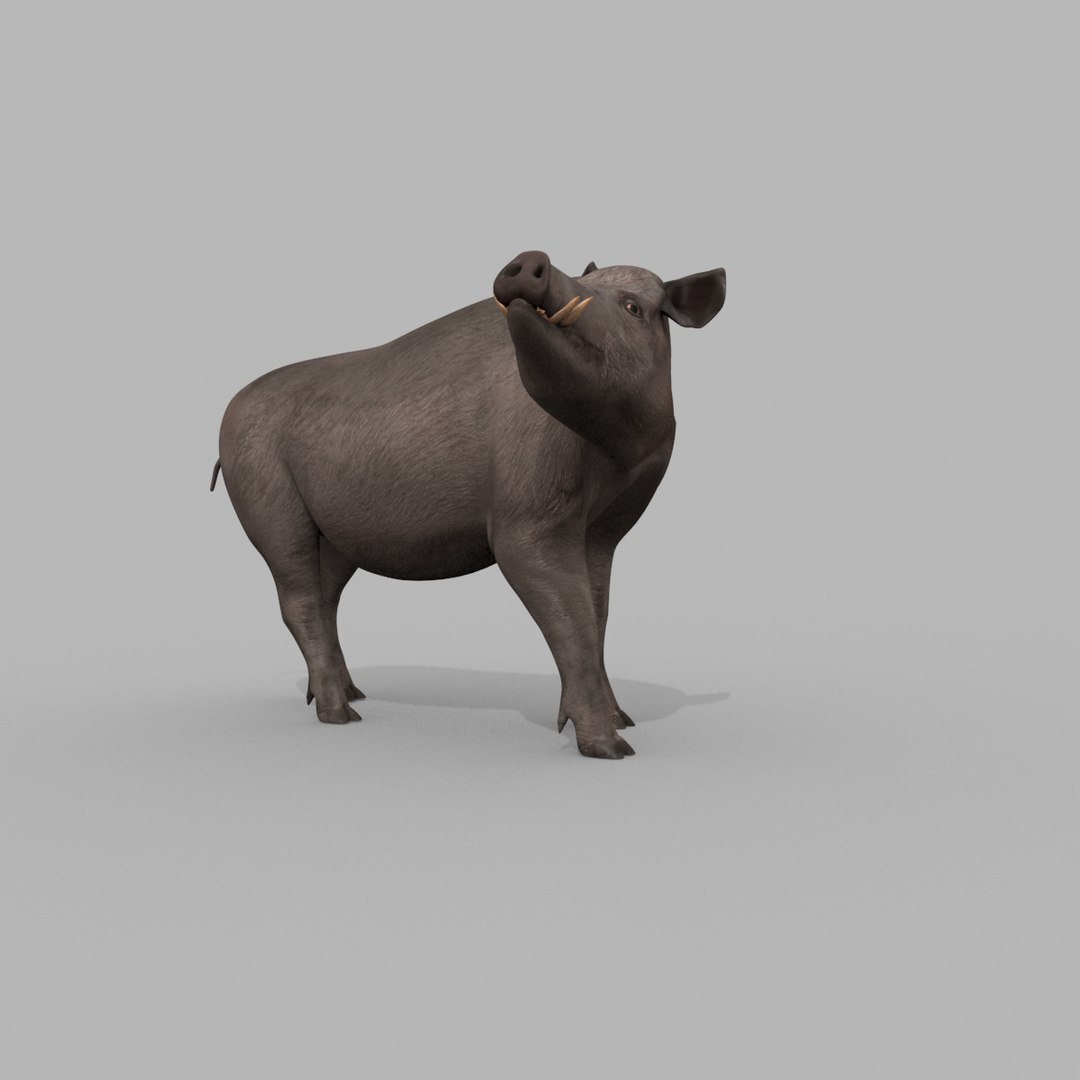 Boar Javali Attacker Pig - Animated 3d Fur Model 3D - TurboSquid 1989169
