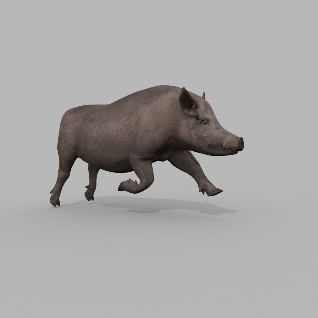 Boar Javali Attacker Pig - Animated 3d Fur Model 3D - TurboSquid 1989169