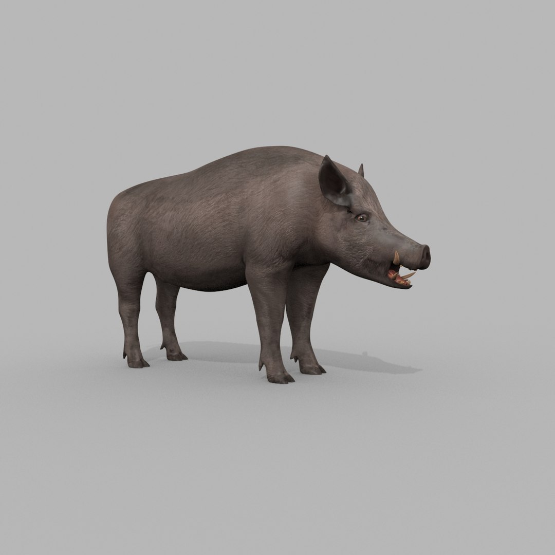 Boar Javali Attacker Pig - Animated 3d Fur Model 3D - TurboSquid 1989169
