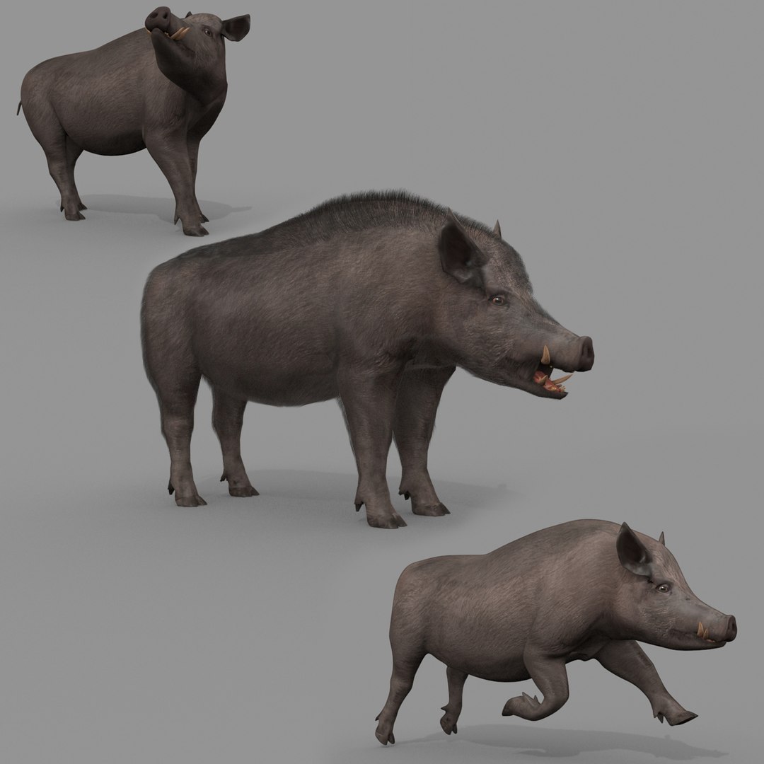 Boar Javali Attacker Pig - Animated 3d Fur Model 3D - TurboSquid 1989169