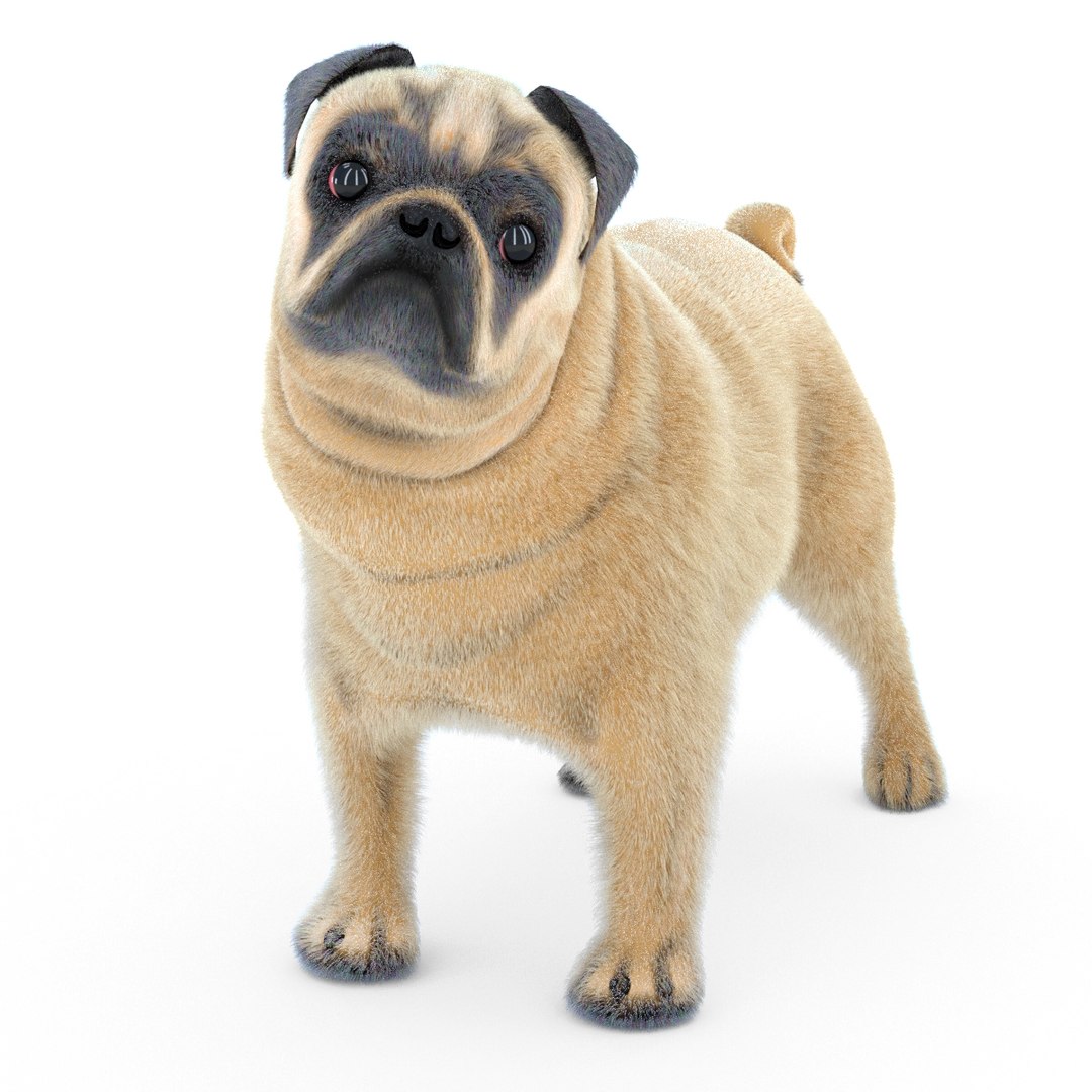 Dog Pug 3D Model - TurboSquid 1409796