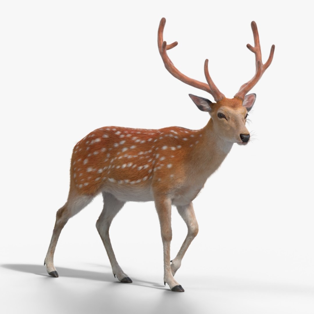 Sika Deer Male 3D model - TurboSquid 2056562
