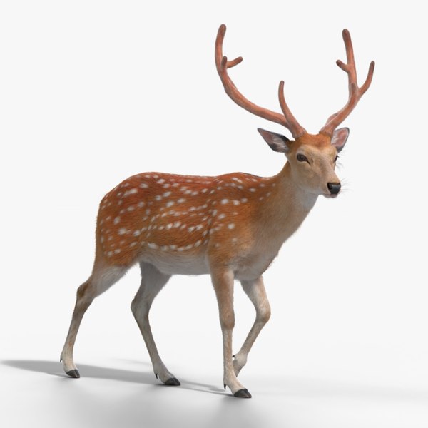 Sika Deer Male 3D 모델 - TurboSquid 2056562