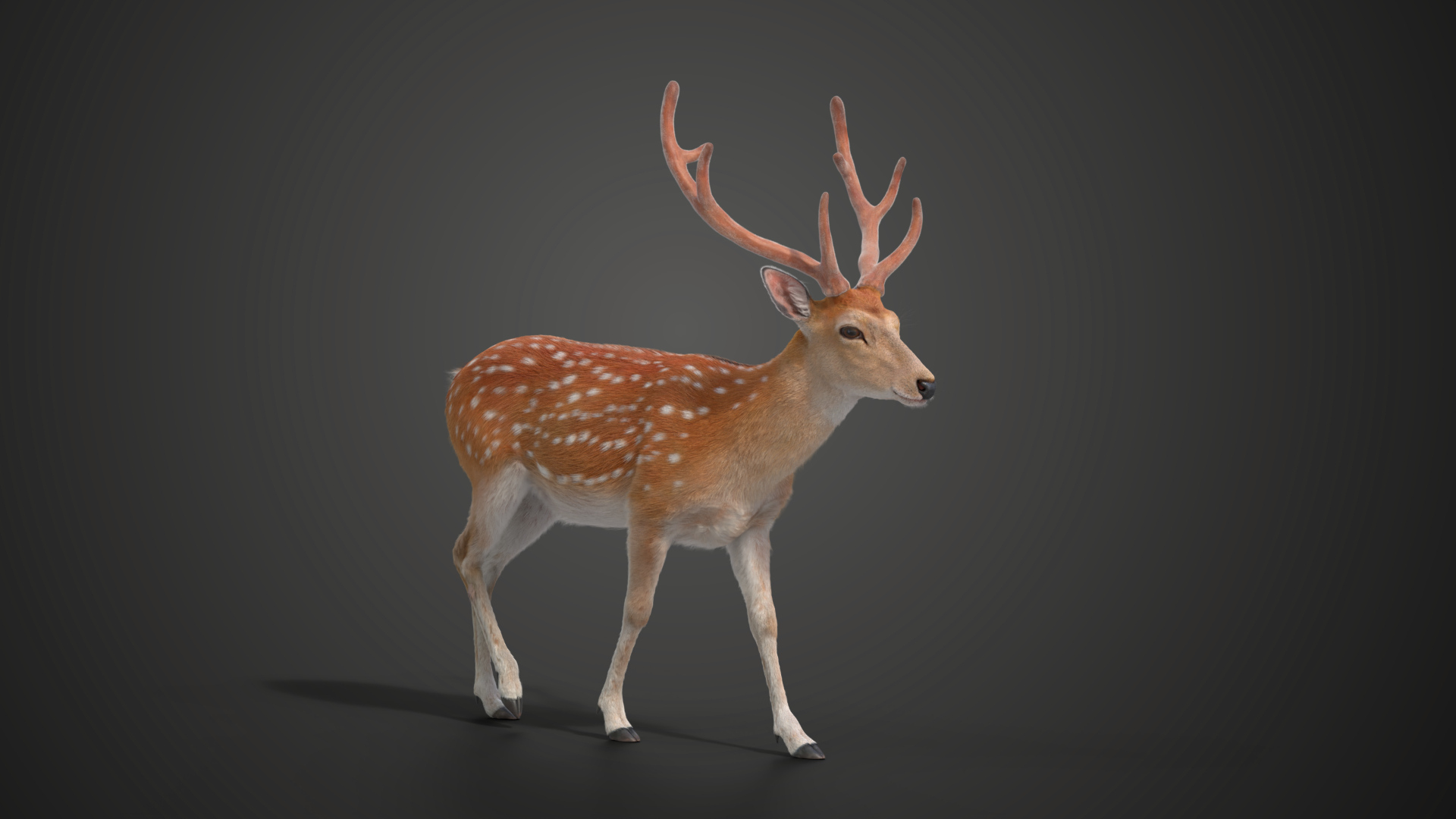 Sika Deer Male 3D Model - TurboSquid 2056562