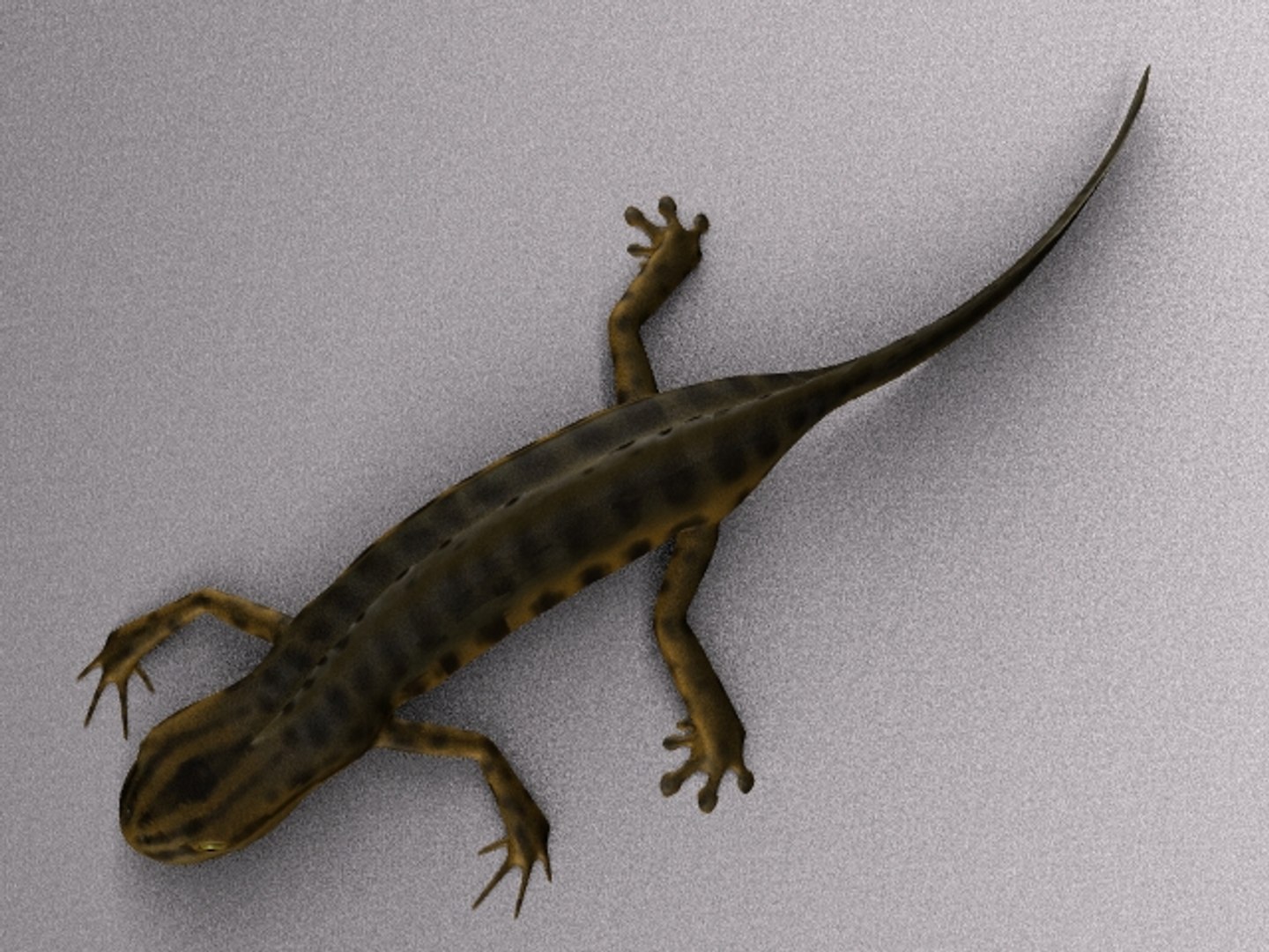 common smooth newt 3d model