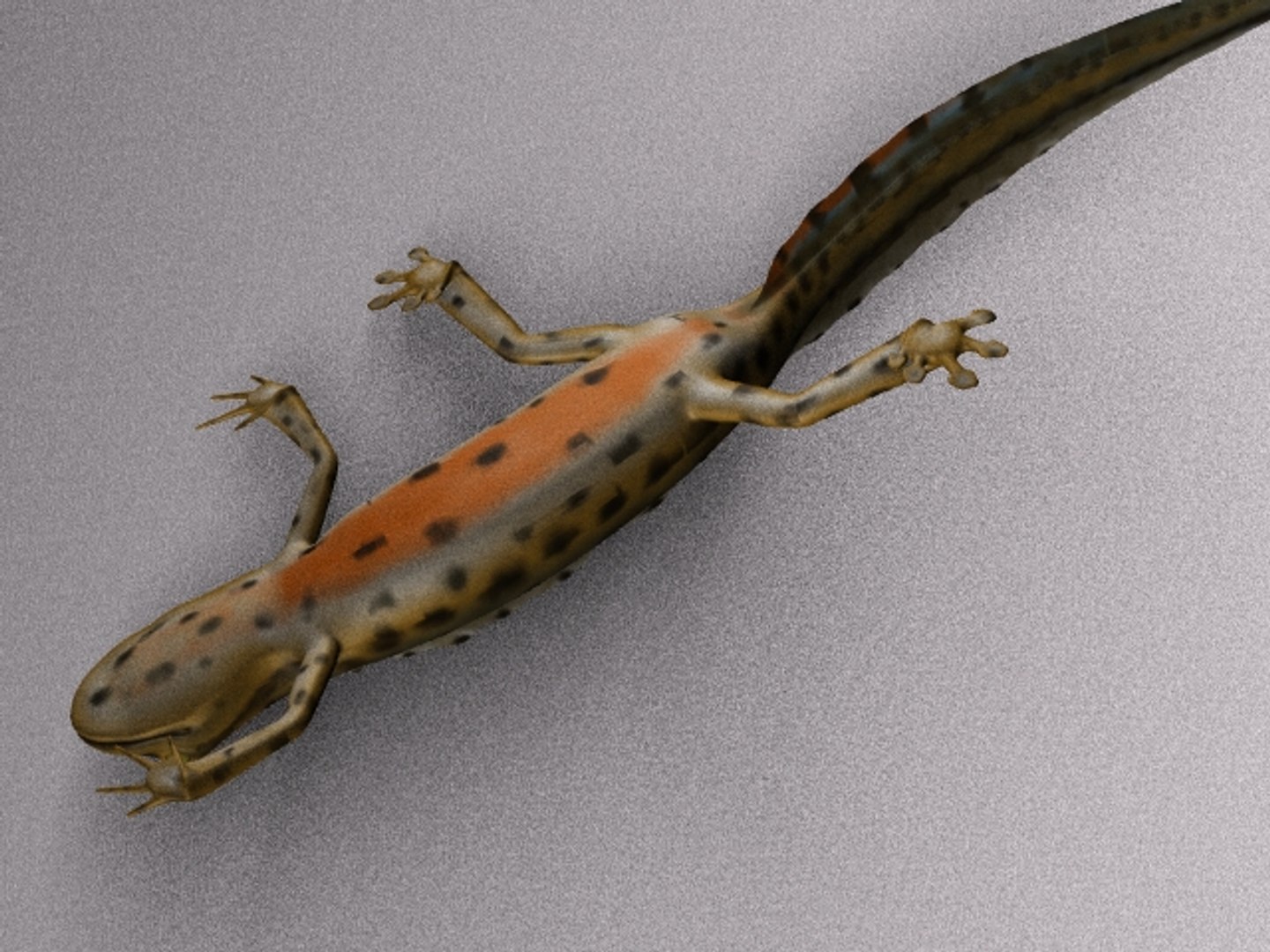 common smooth newt 3d model