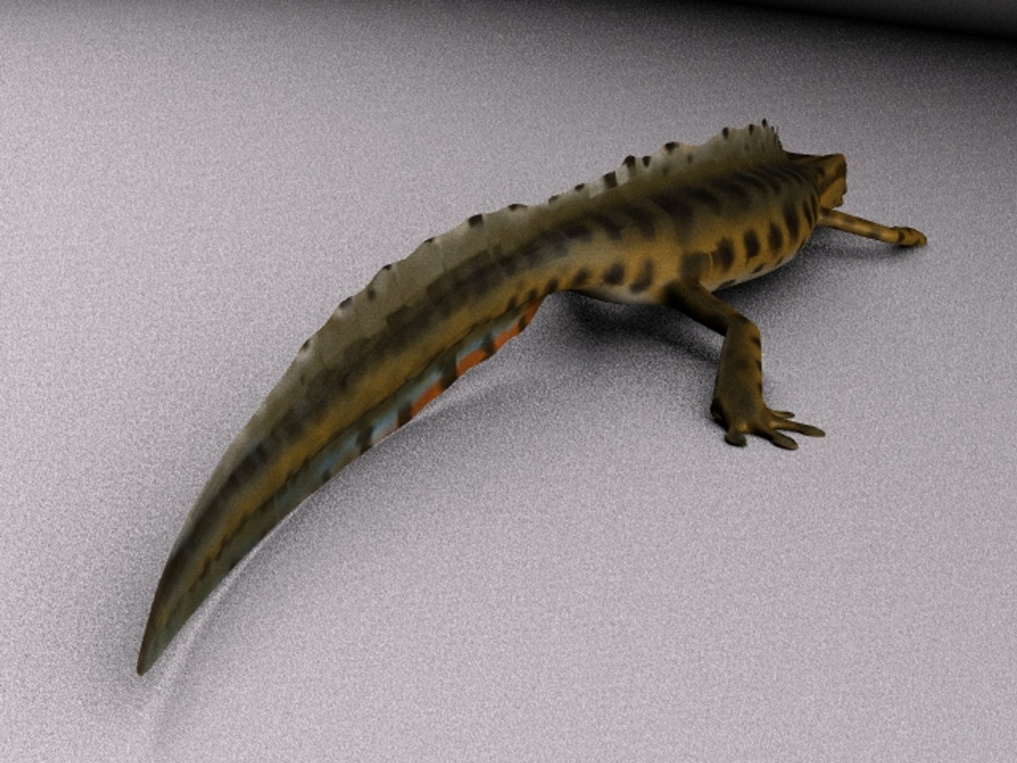 common smooth newt 3d model