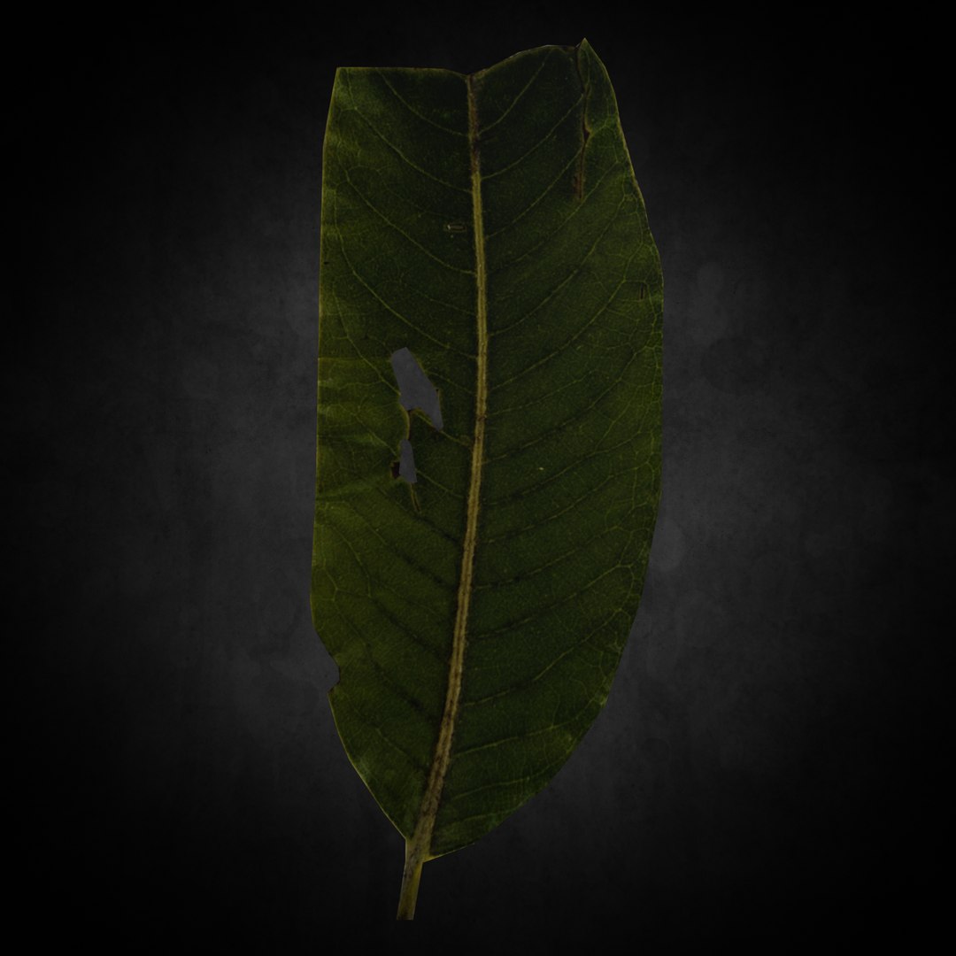 Leaf 3D model - TurboSquid 1617758