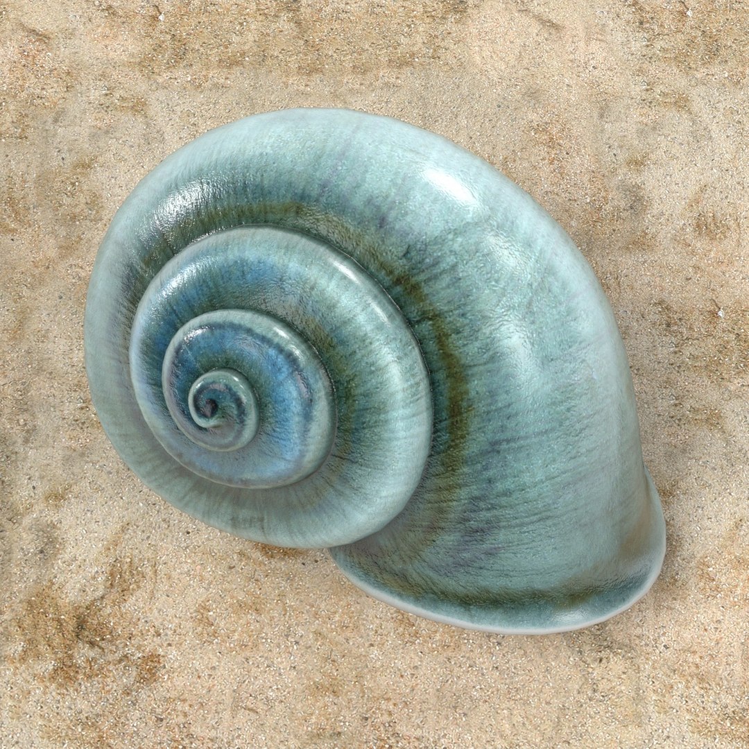 3d Neverita Duplicata Model