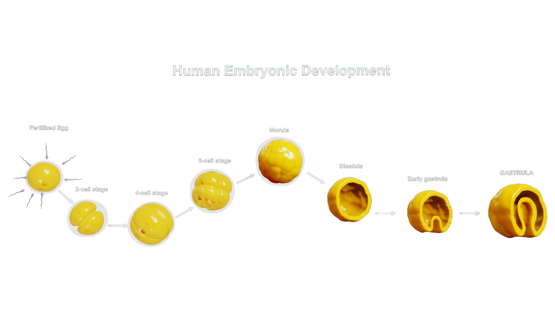 3D model Human Embryonic Development - TurboSquid 2137055