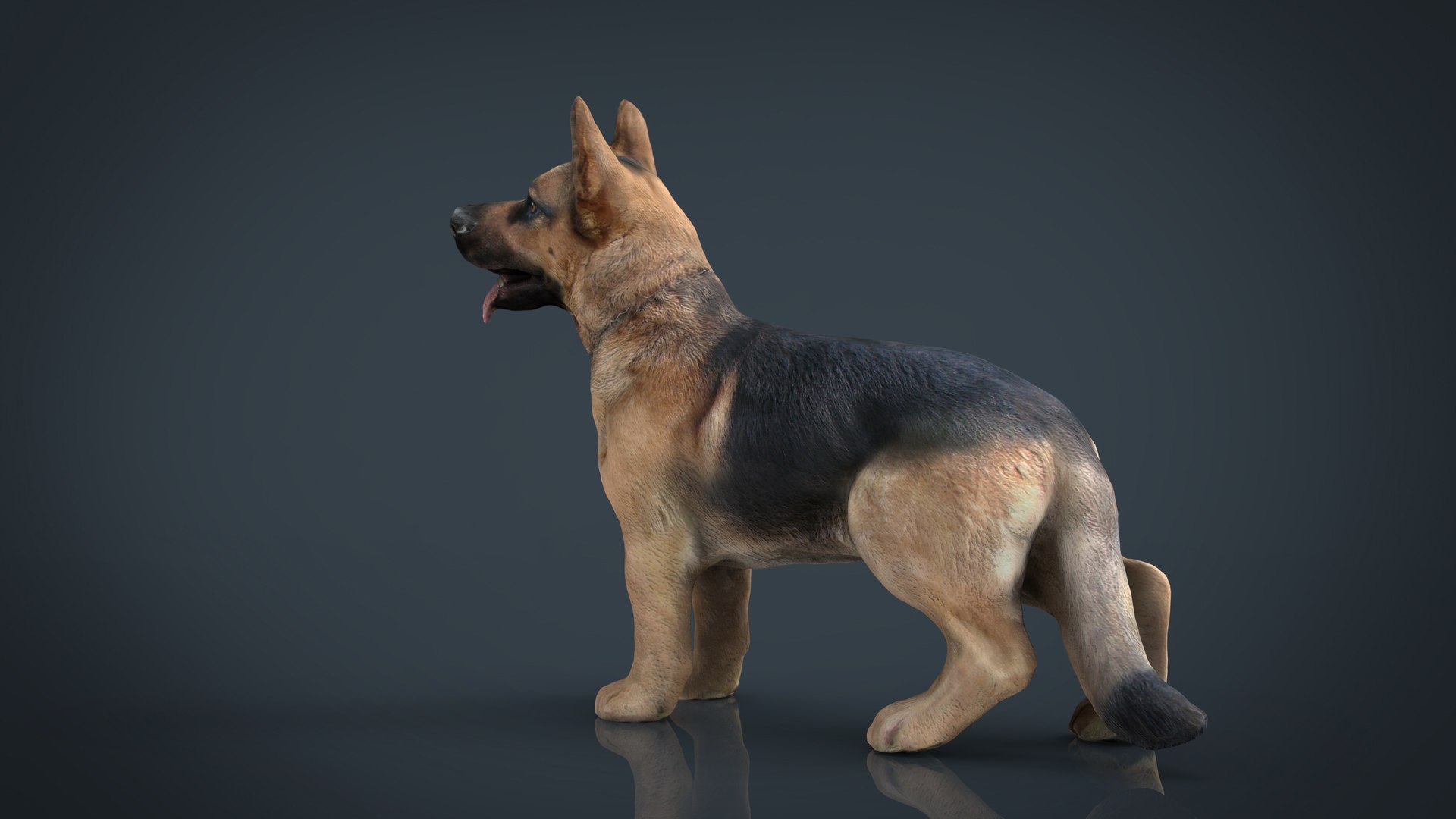 Realistic german shepherd 3D model - TurboSquid 1200678