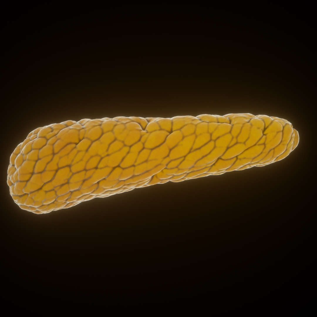 Organs Digestive Pancreas Model - TurboSquid 1389758