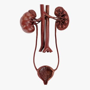 3D Excretory System Models - Browse & Download Formats - TurboSquid