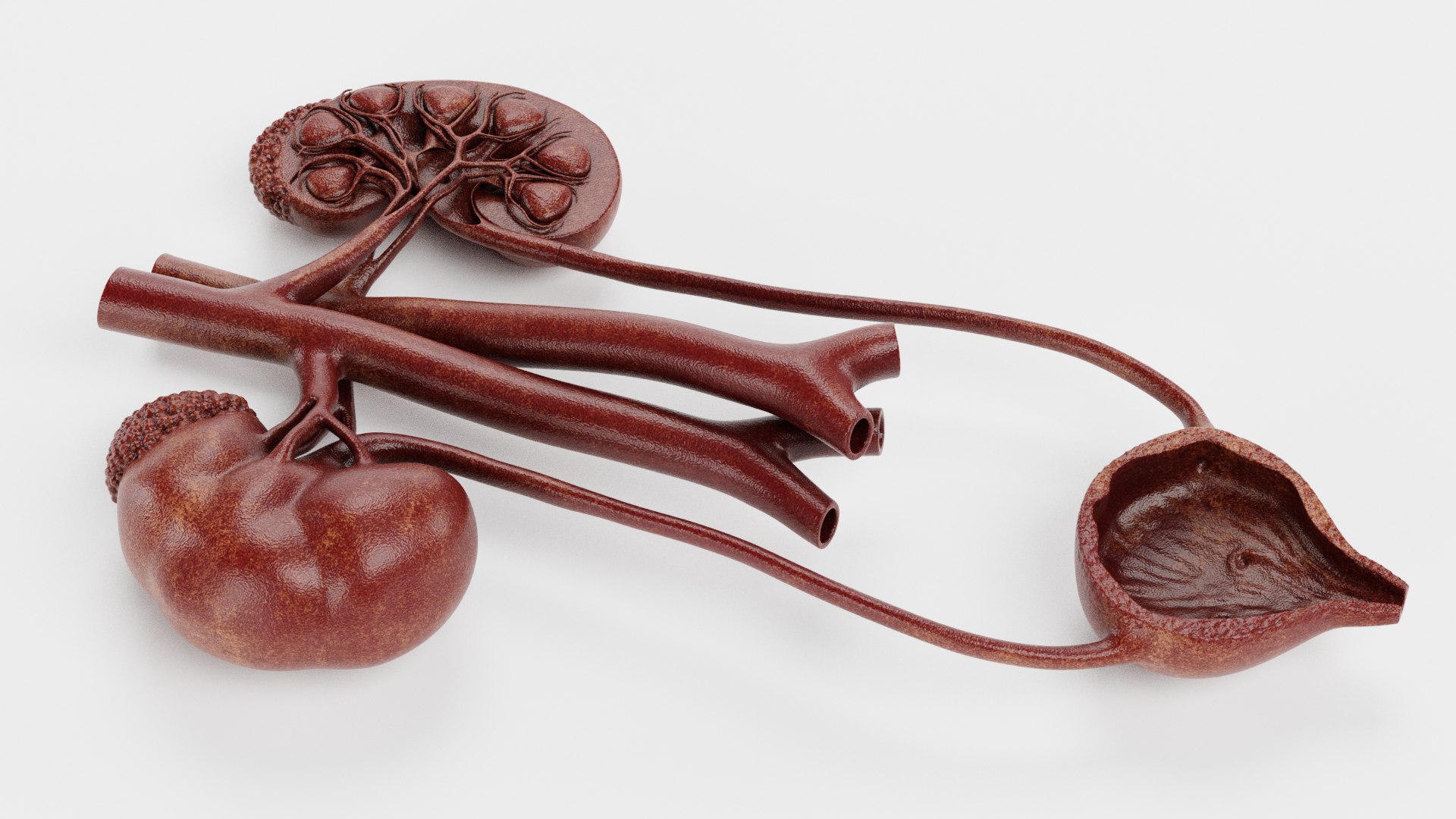 3D Urinary System Section - TurboSquid 1716380