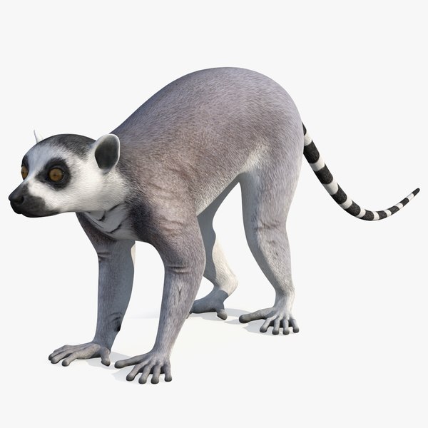 Lemur 3D Models for Download | TurboSquid
