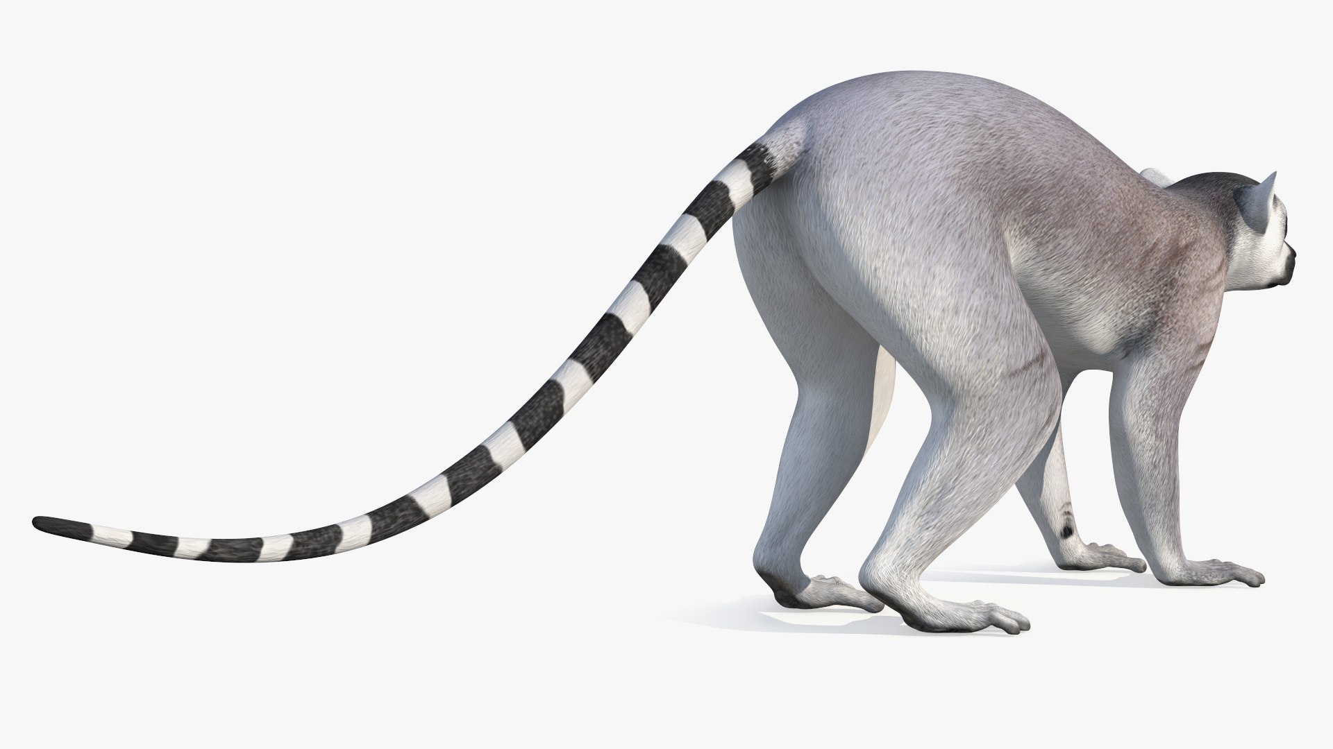 3D Lemur - TurboSquid 2198589