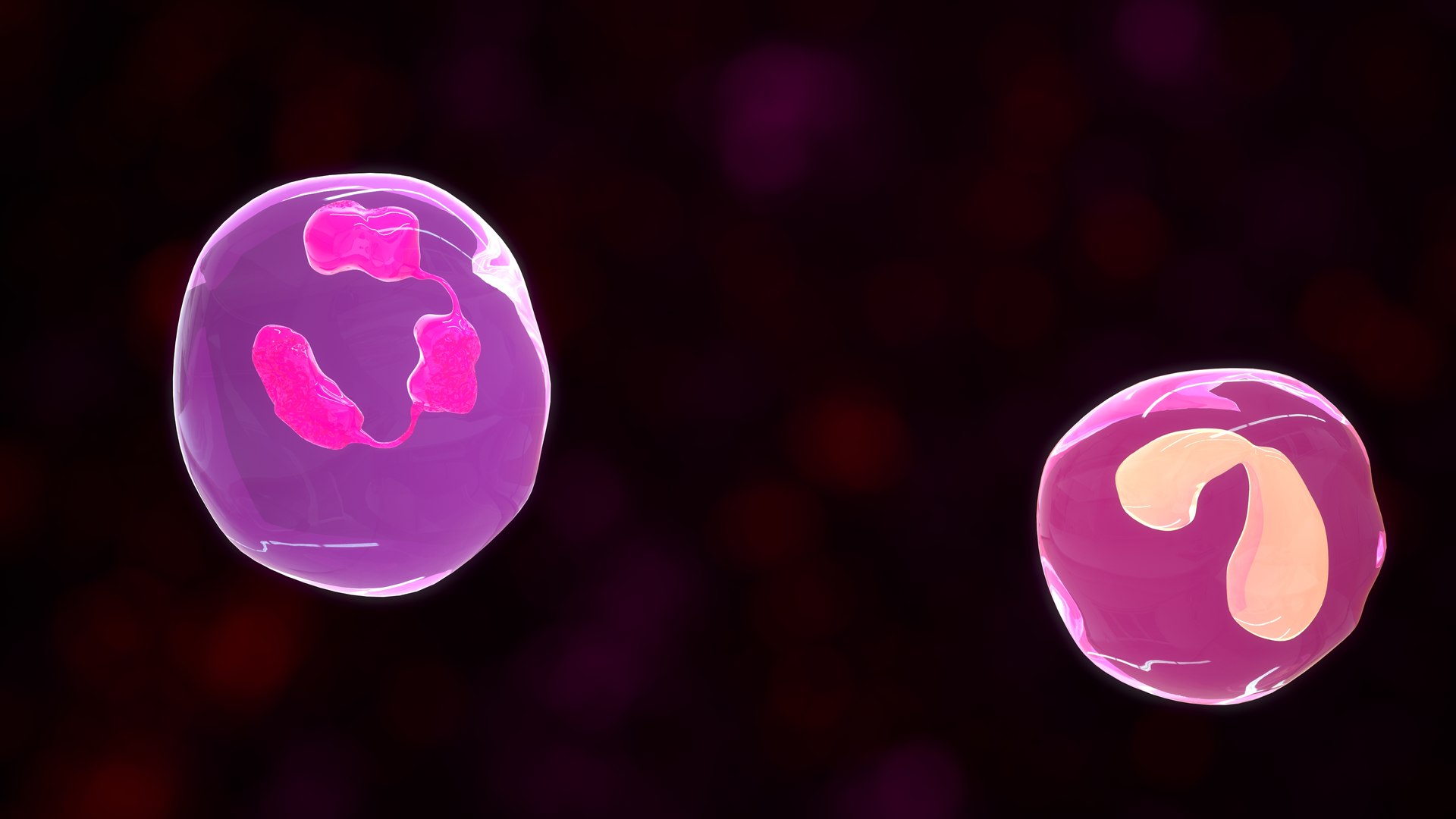 3D Leukocytes model - TurboSquid 2169798