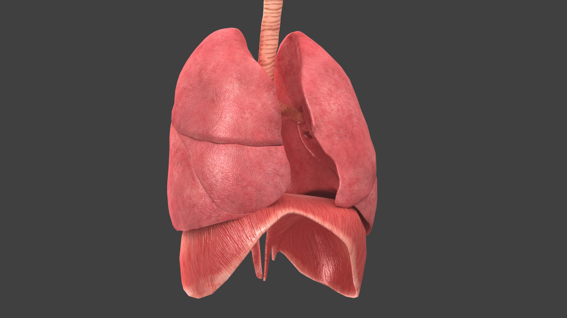 3D Model Respiratory System Rigged And Animated - TurboSquid 2420092