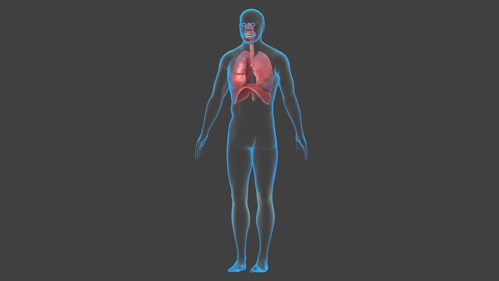 3D Model Respiratory System Rigged And Animated - TurboSquid 2420092