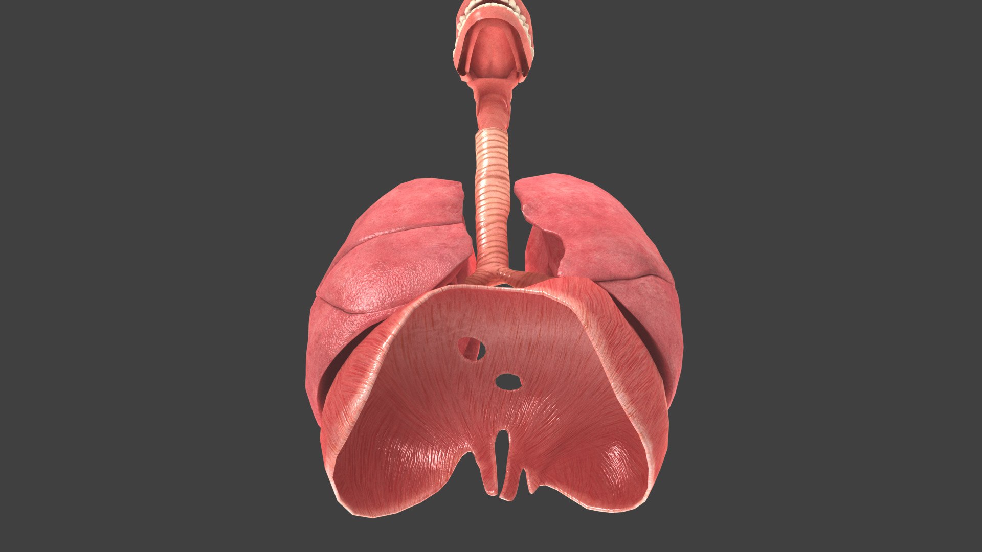 3D Model Respiratory System Rigged And Animated - TurboSquid 2420092