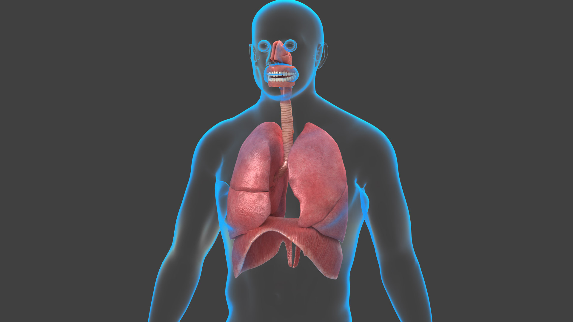 3D Model Respiratory System Rigged And Animated - TurboSquid 2420092