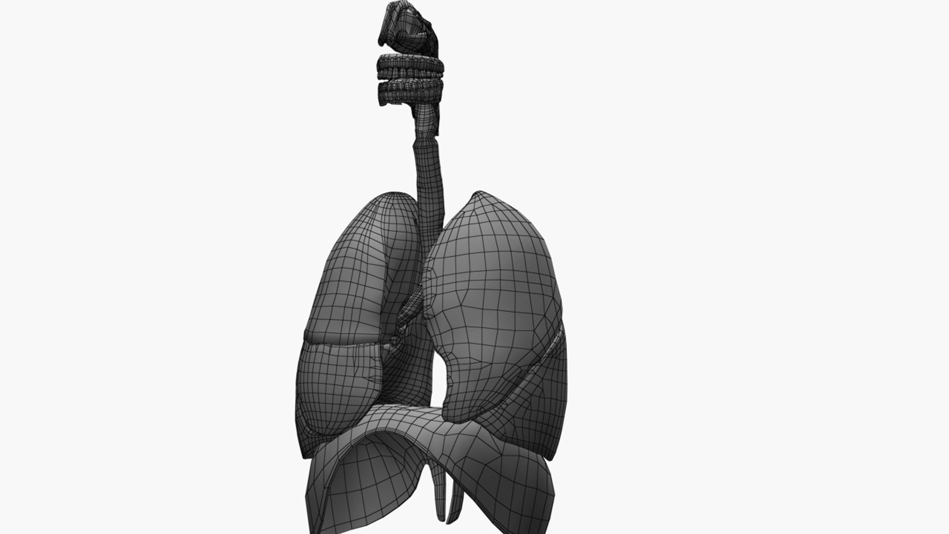 3D Model Respiratory System Rigged And Animated - TurboSquid 2420092