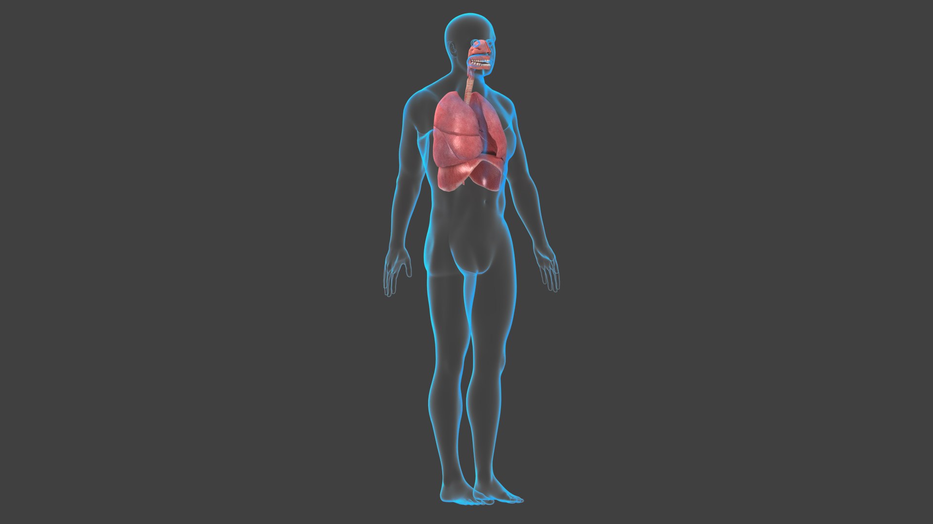 3D Model Respiratory System Rigged And Animated - TurboSquid 2420092