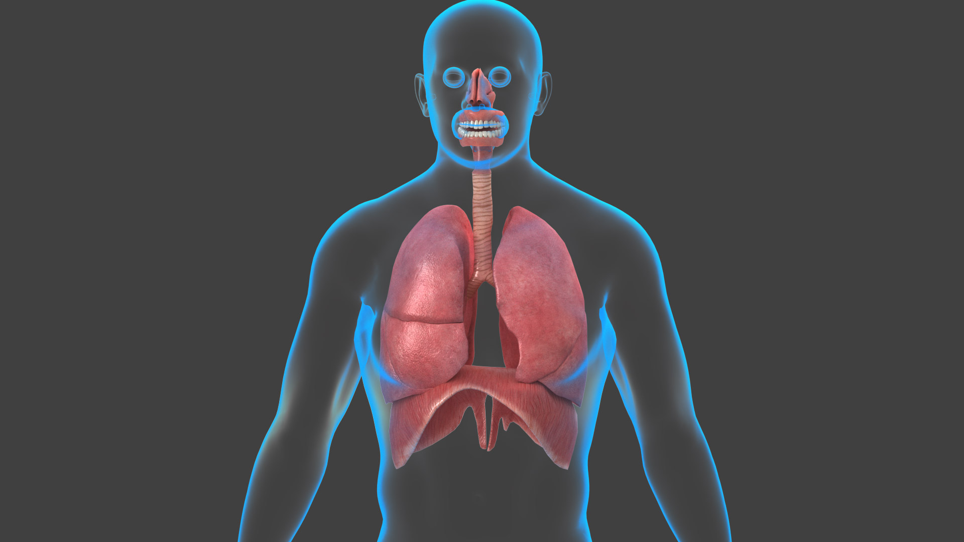 3D Model Respiratory System Rigged And Animated - TurboSquid 2420092