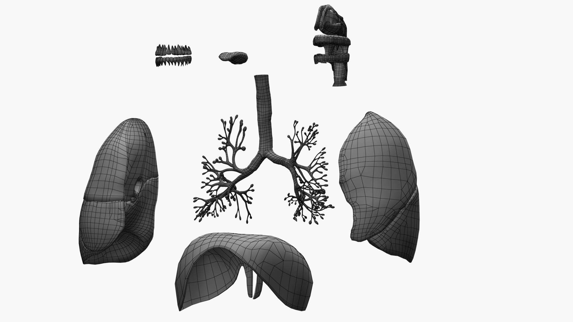 3D Model Respiratory System Rigged And Animated - TurboSquid 2420092