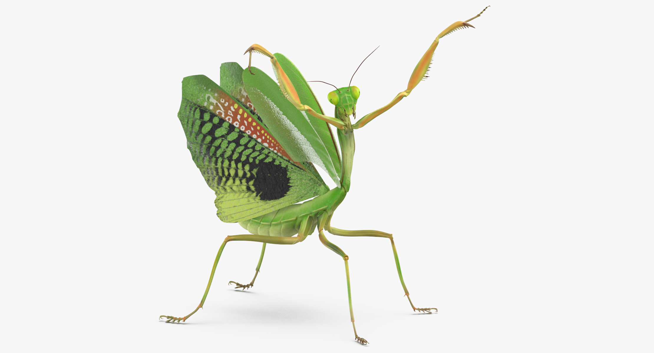 3D model praying mantis attacking - TurboSquid 1375535