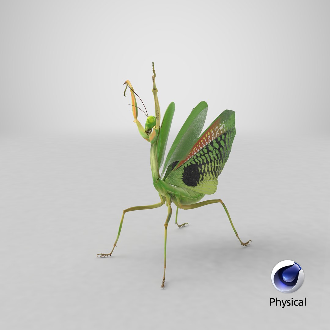 3D Model Praying Mantis Attacking - TurboSquid 1375535