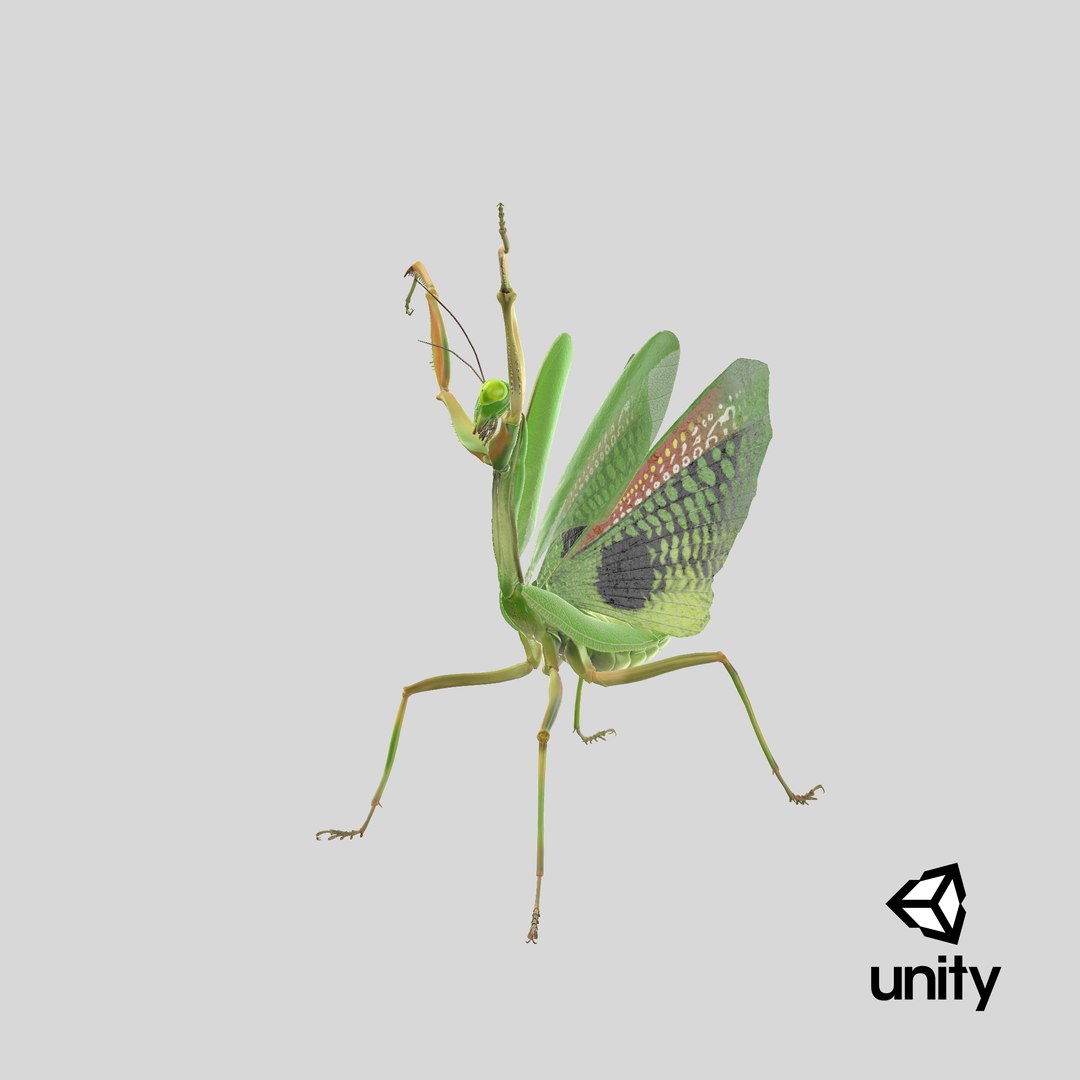 3D Model Praying Mantis Attacking - TurboSquid 1375535