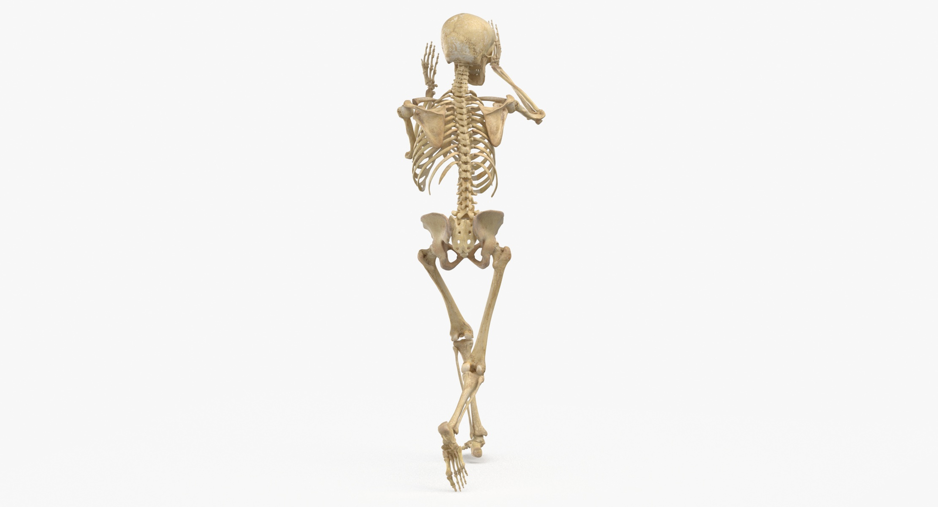 Real human female skeleton 3D model - TurboSquid 1692326