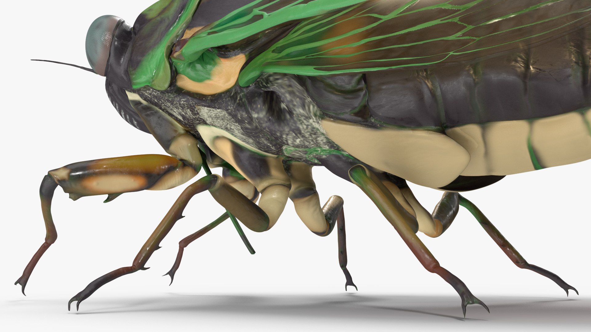 Cicada Pose Calm model - TurboSquid 2051818