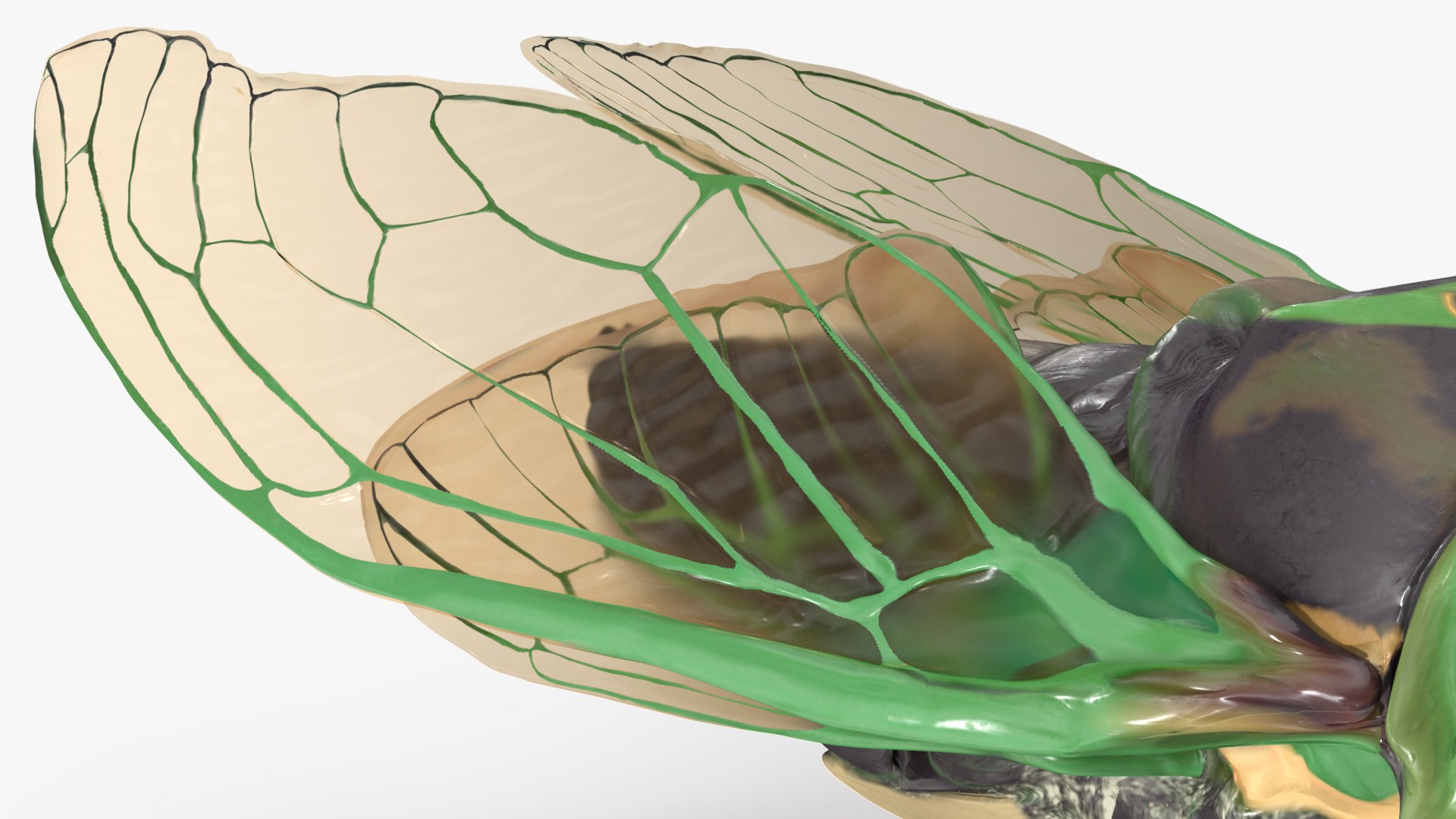 Cicada Pose Calm model - TurboSquid 2051818