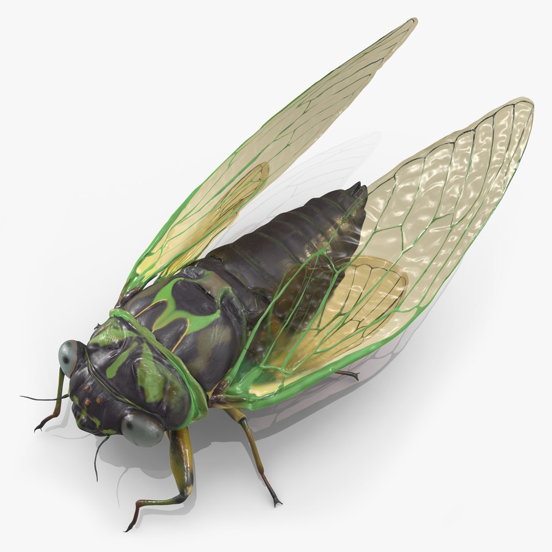 Cicada Pose Calm model - TurboSquid 2051818