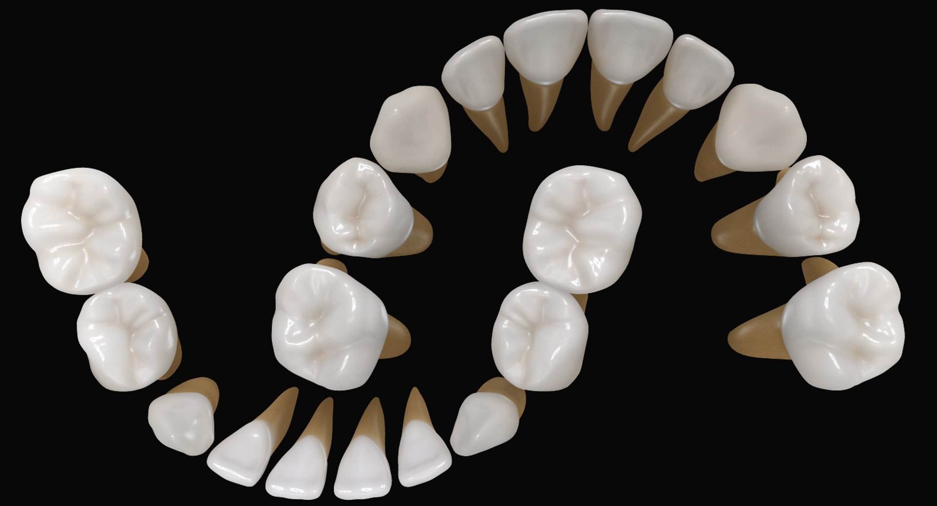 Primary Teeth Dentition Max