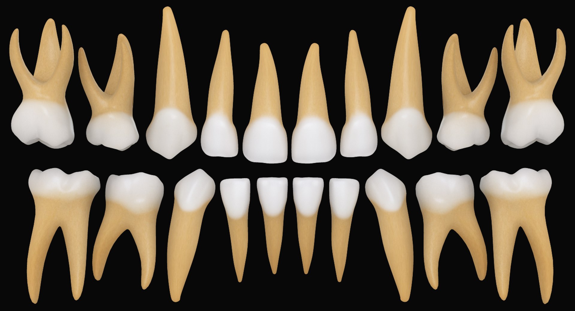 Primary Teeth Dentition Max