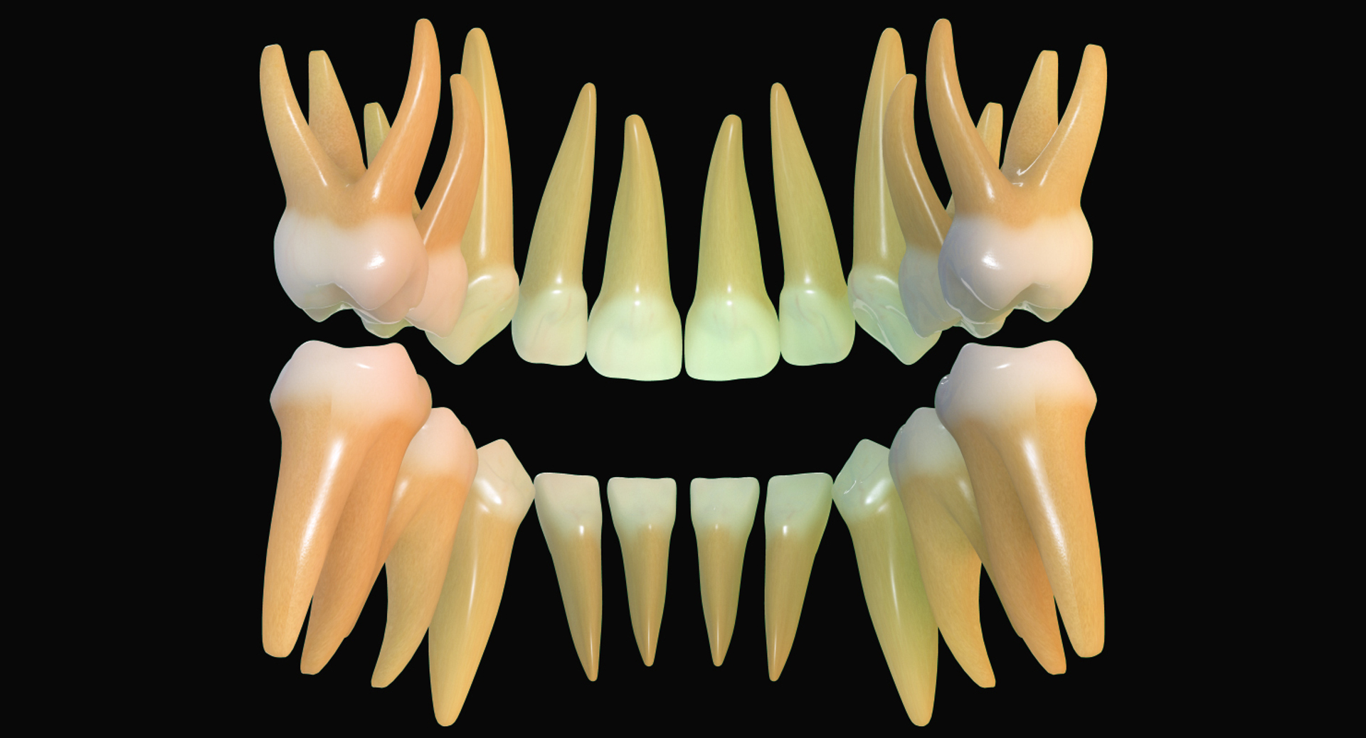 Primary Teeth Dentition Max