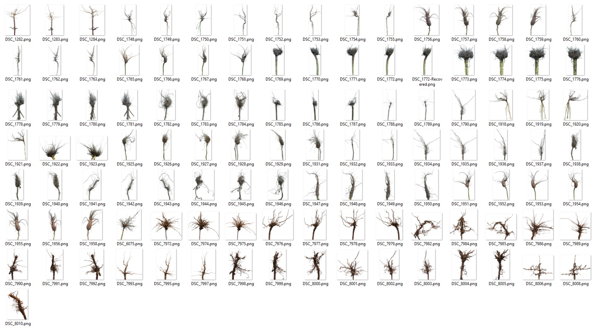 PNG Photo Pack- Roots Pack 2 3D - TurboSquid 2041537